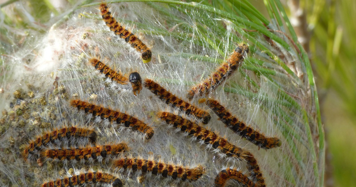 Processionaria: tra i boschi si nasconde un pericolo per la pelle - ISPLAD